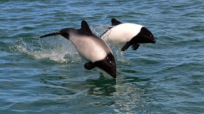 Lemuren, Schwarz-Weiß-Delphine und Pinguine. Entdecken Sie eine ...